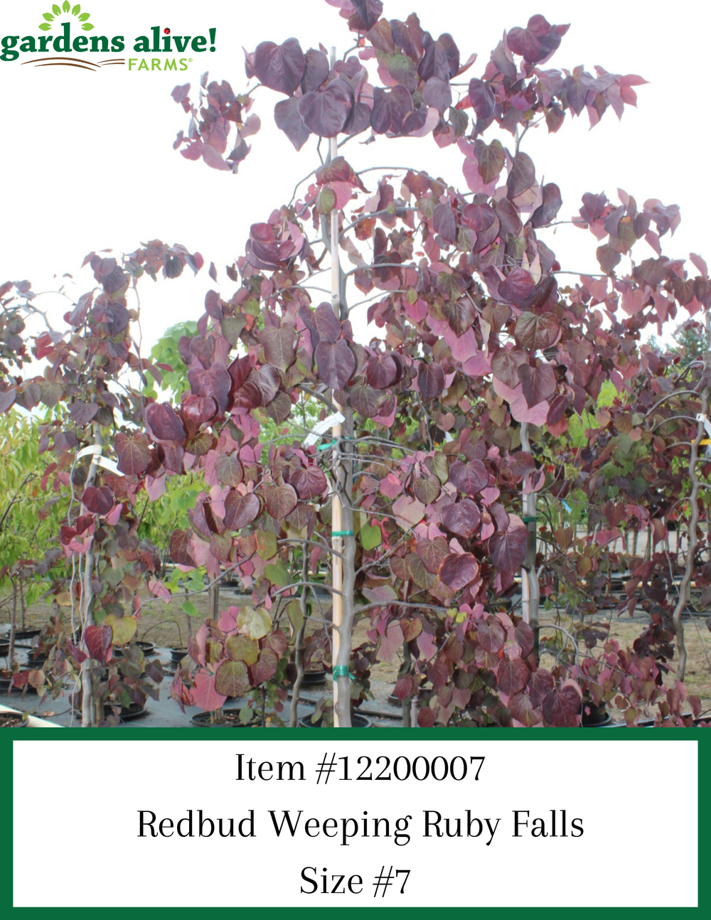 Gallery 1 — Gardens Alive Farms