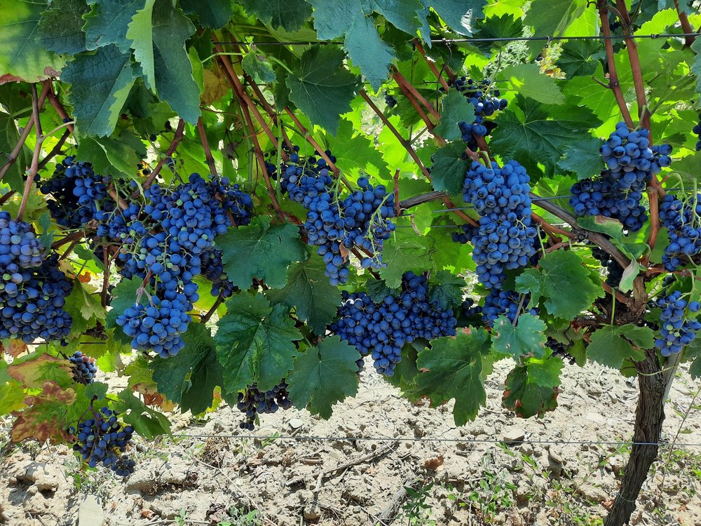 Wines From Georgia- Red Wine — Georgian Wine