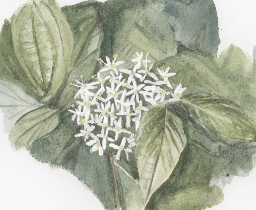 Our Story — Pocket Forests