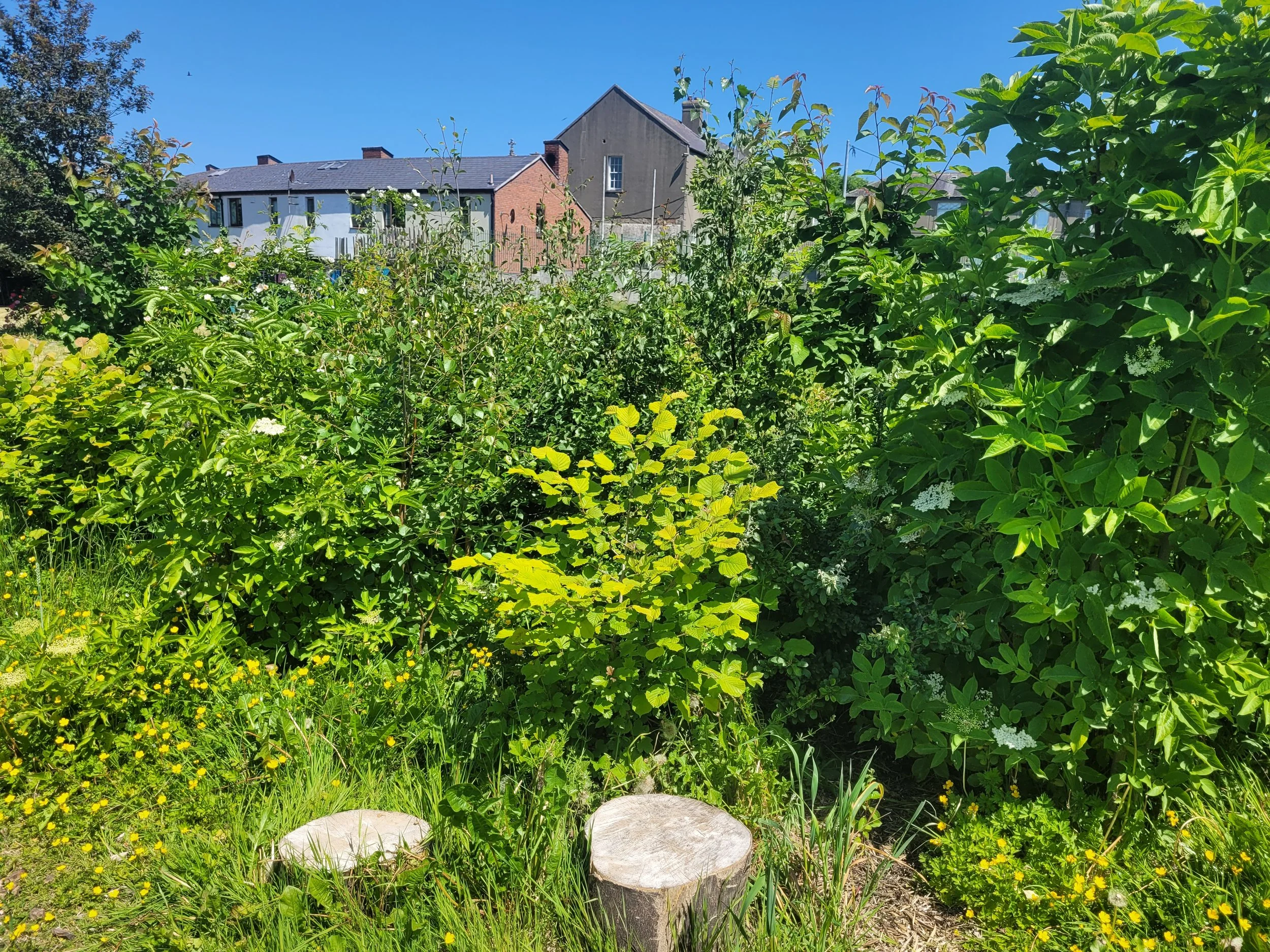 Our Impact — Pocket Forests