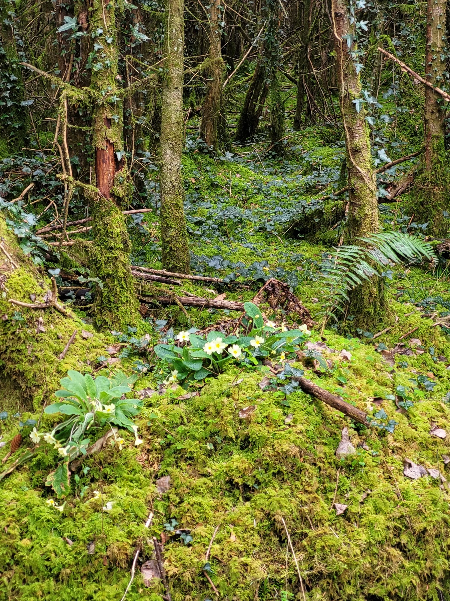 Our Impact — Pocket Forests