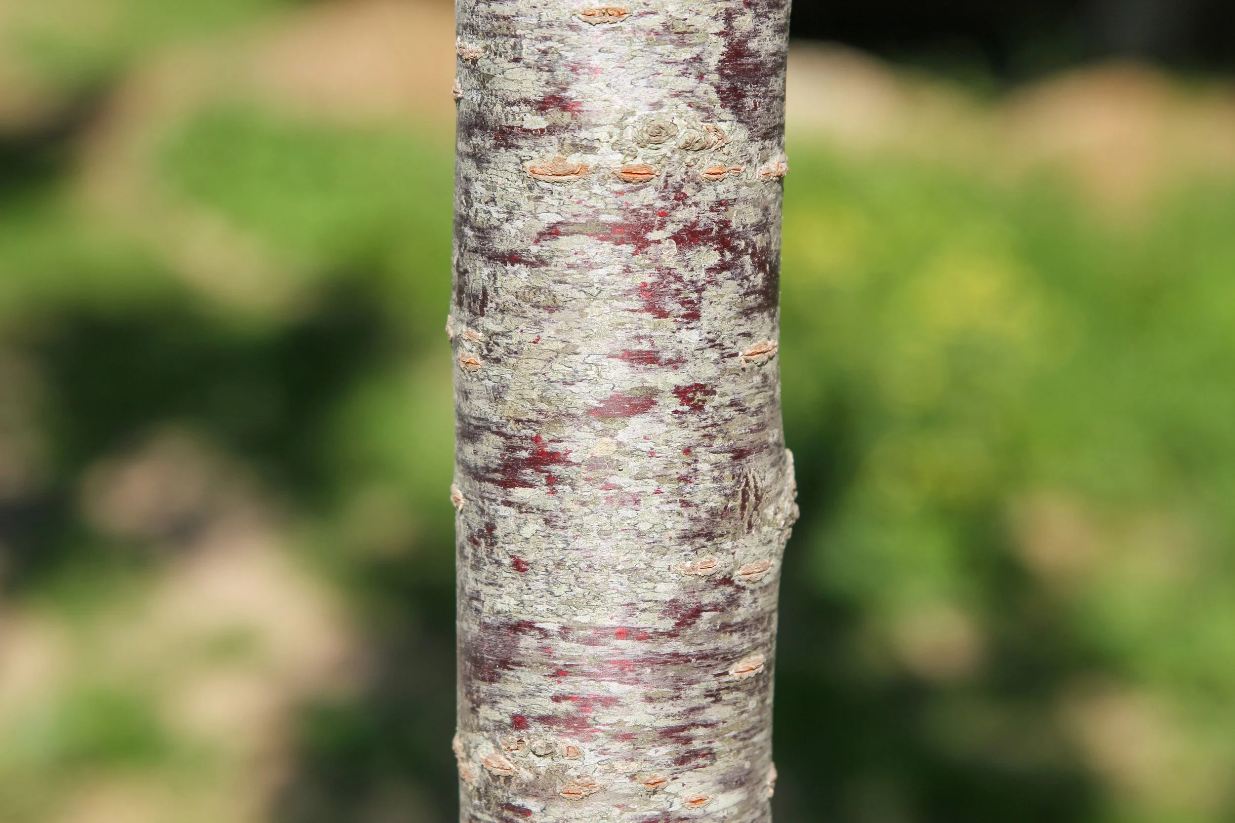 Tree Farm — Hampton Yards