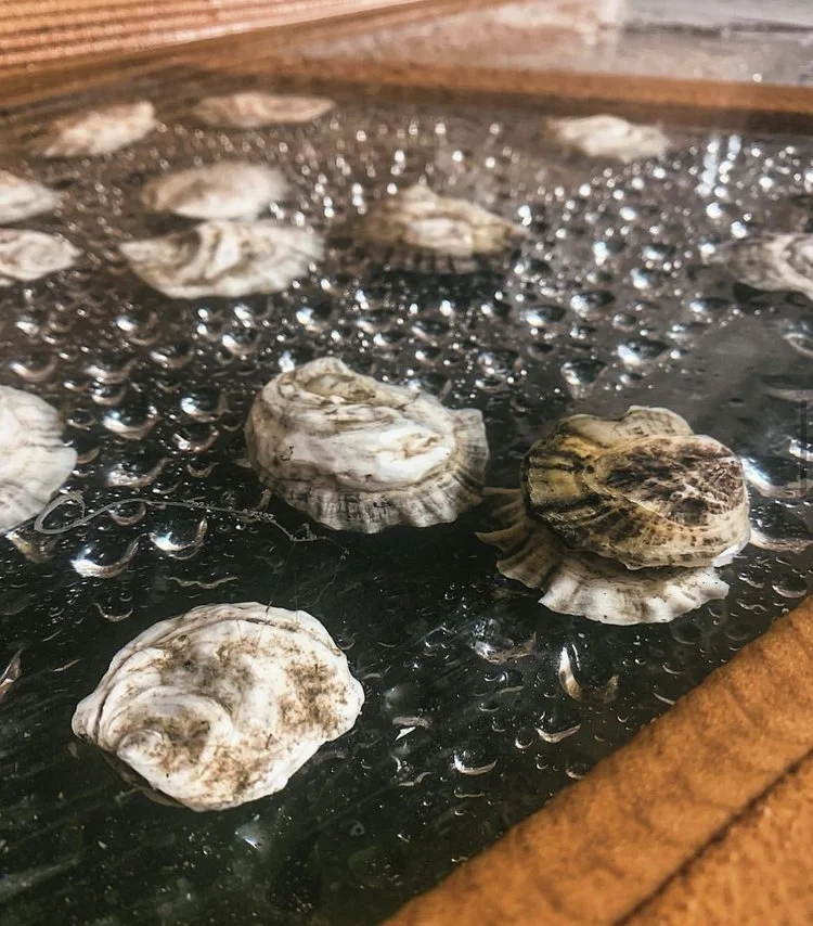 Merrymeeting Shellfish