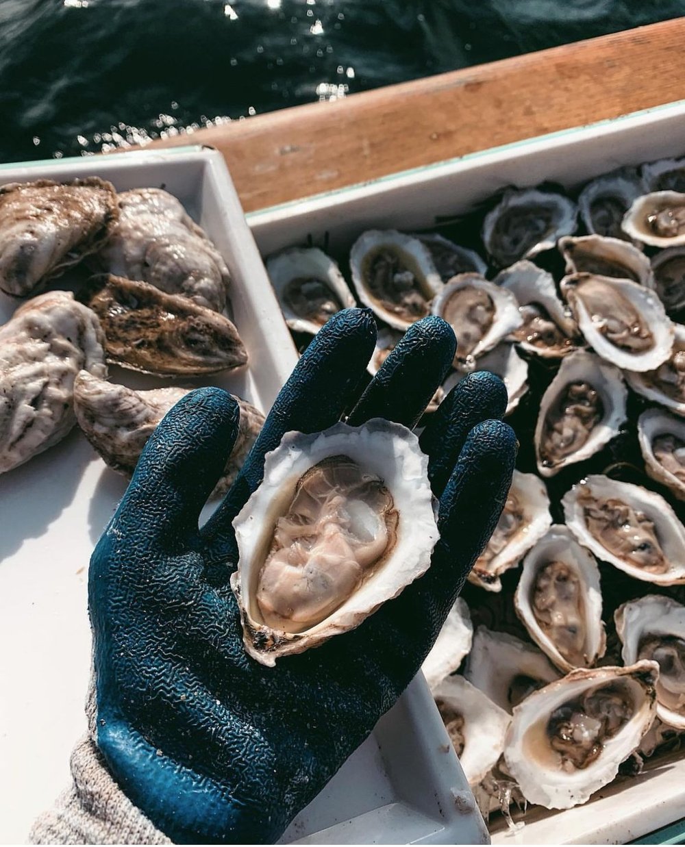Gallery — Merrymeeting Shellfish Company