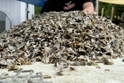 Our Seed — Merrymeeting Shellfish Company