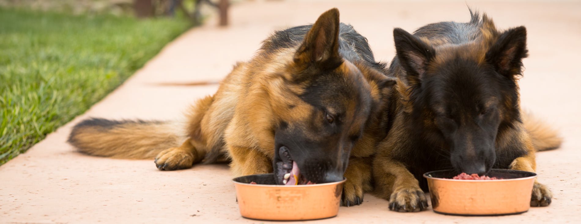 Raw Beef Dog Food | Fido Fuels