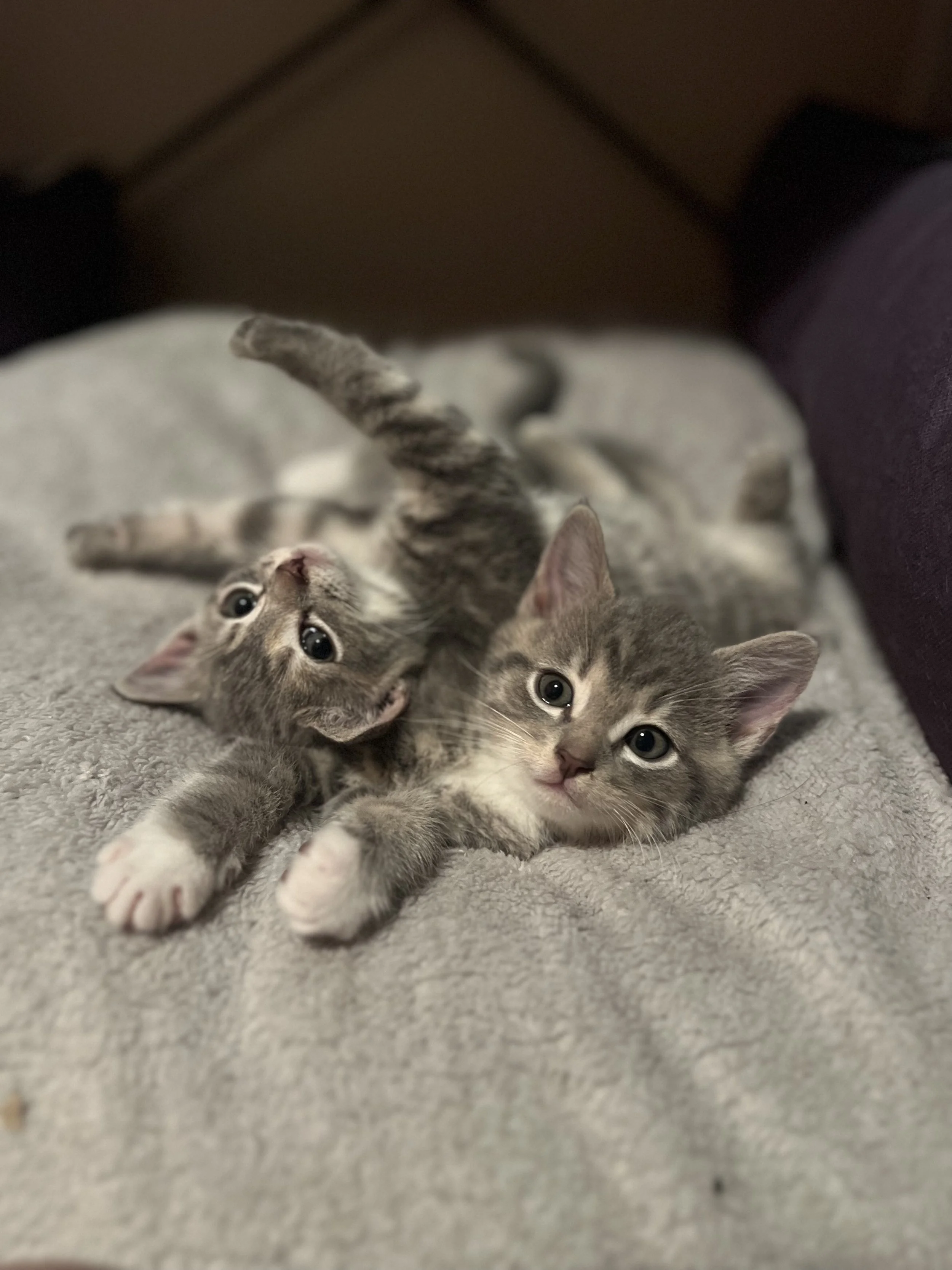 Windsor Kittens