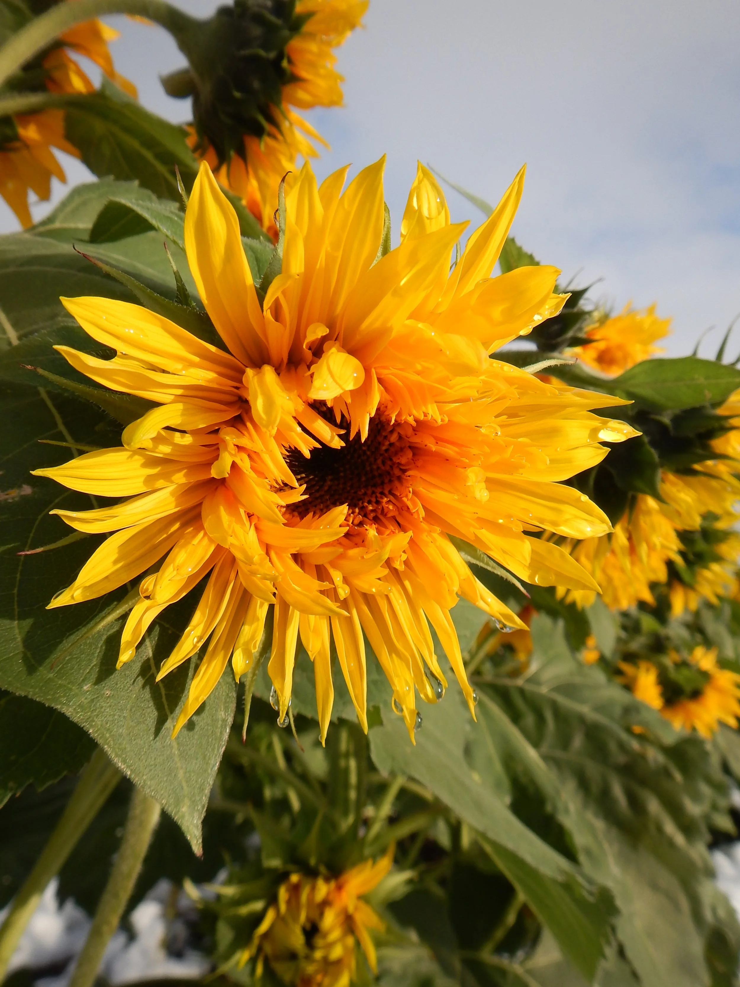 Whole Goat - Custom Processed — Shiloh Valley Family Farm