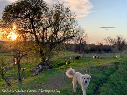 Shiloh Valley Family Farm