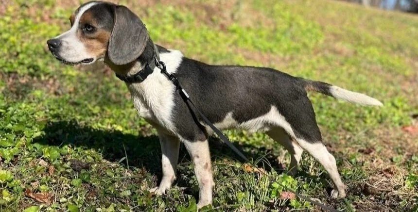 Companion Beagle puppies — Winding Dream Farm