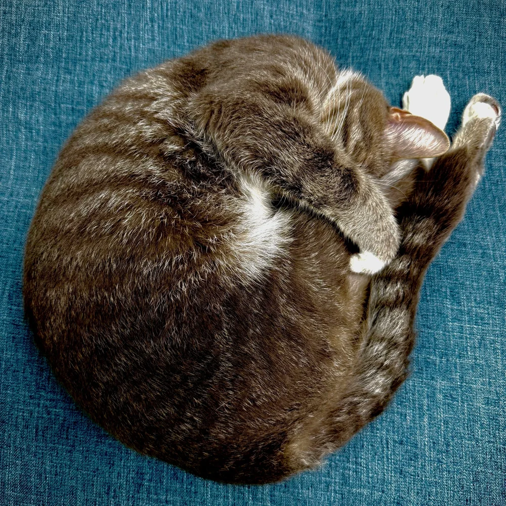 Luna Cat Collective