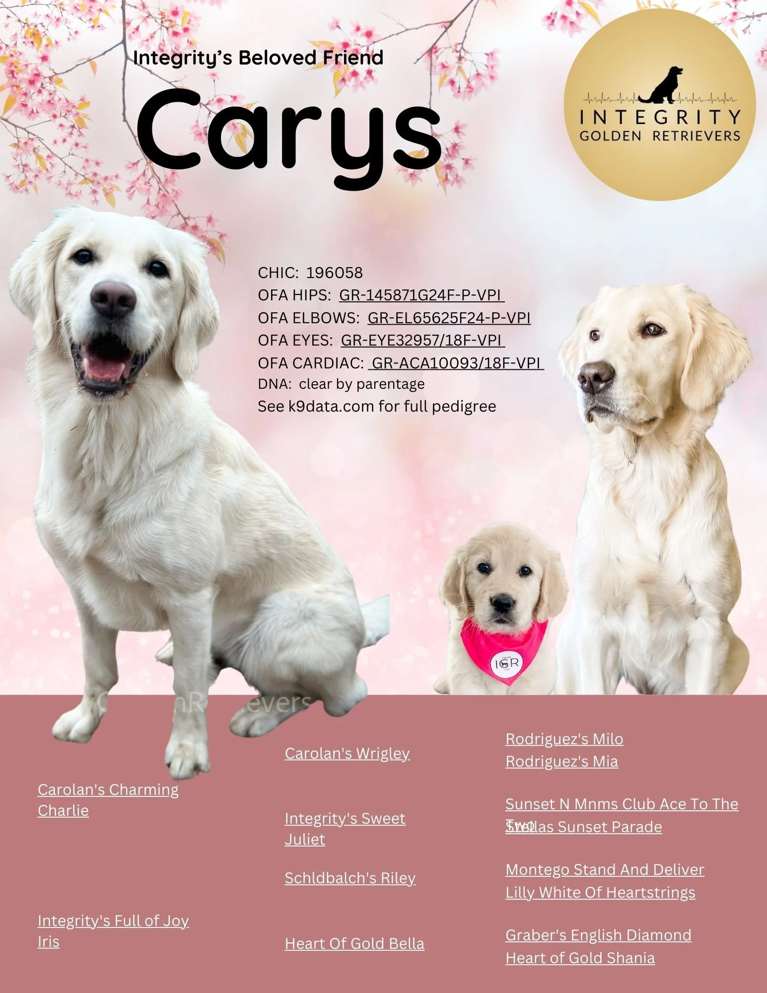 Upcoming Litters — Integrity Golden Retrievers
