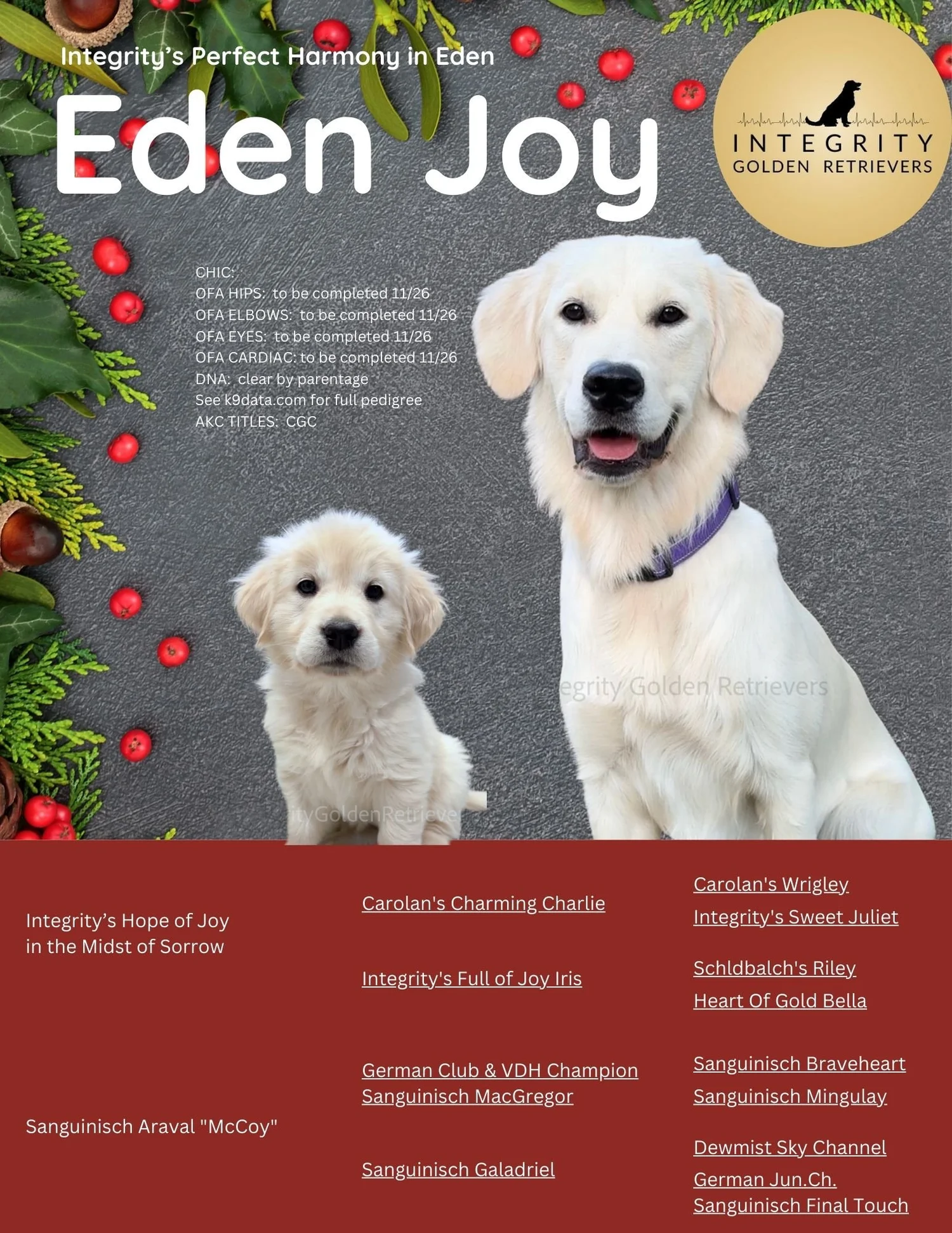 Upcoming Litters — Integrity Golden Retrievers