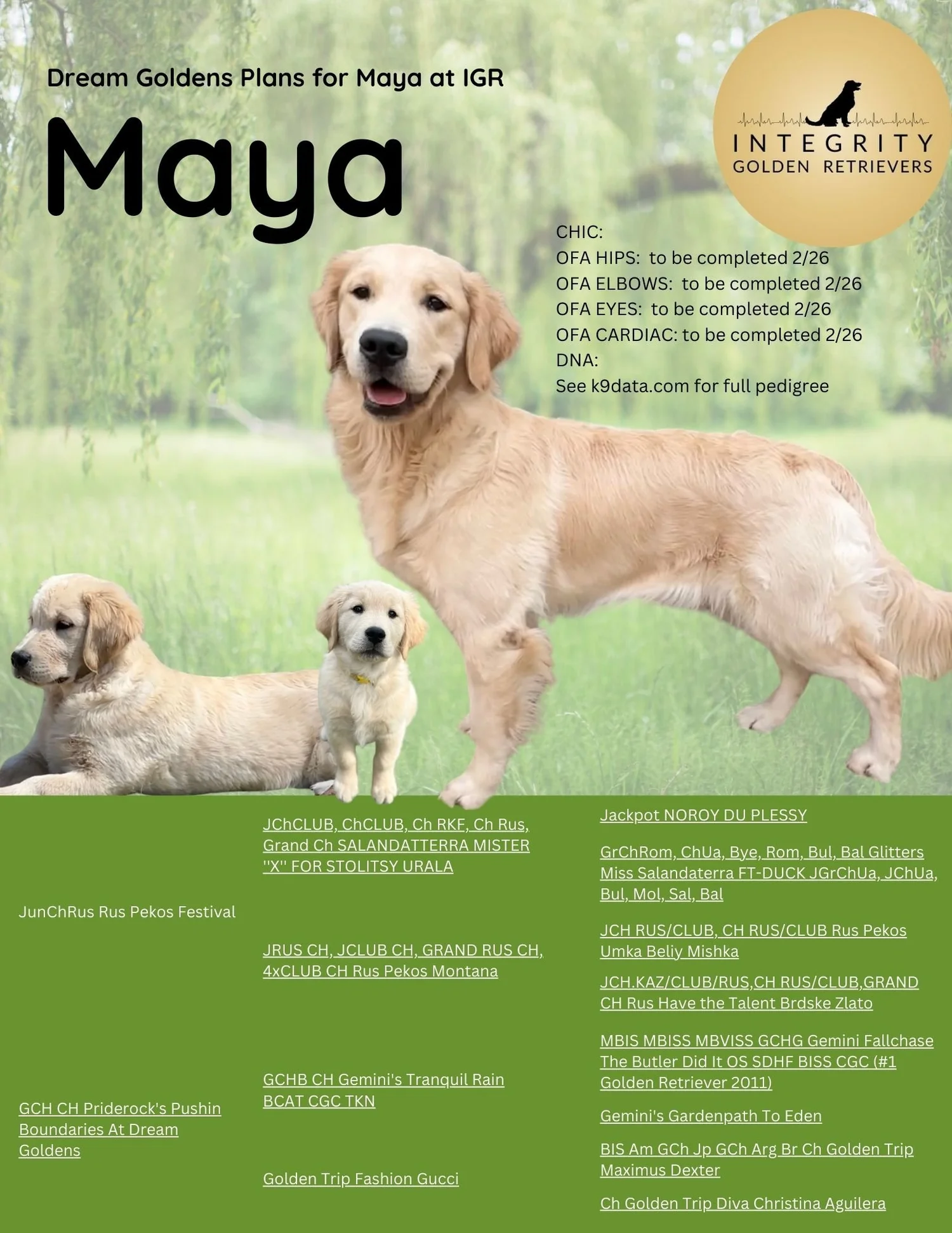Upcoming Litters — Integrity Golden Retrievers