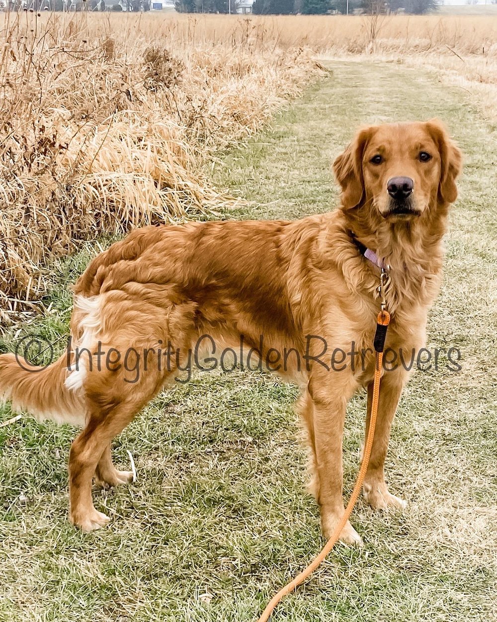 Upcoming Litters — Integrity Golden Retrievers