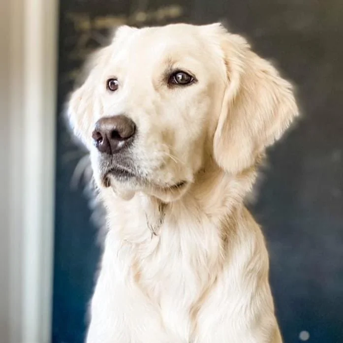 Upcoming Litters — Integrity Golden Retrievers
