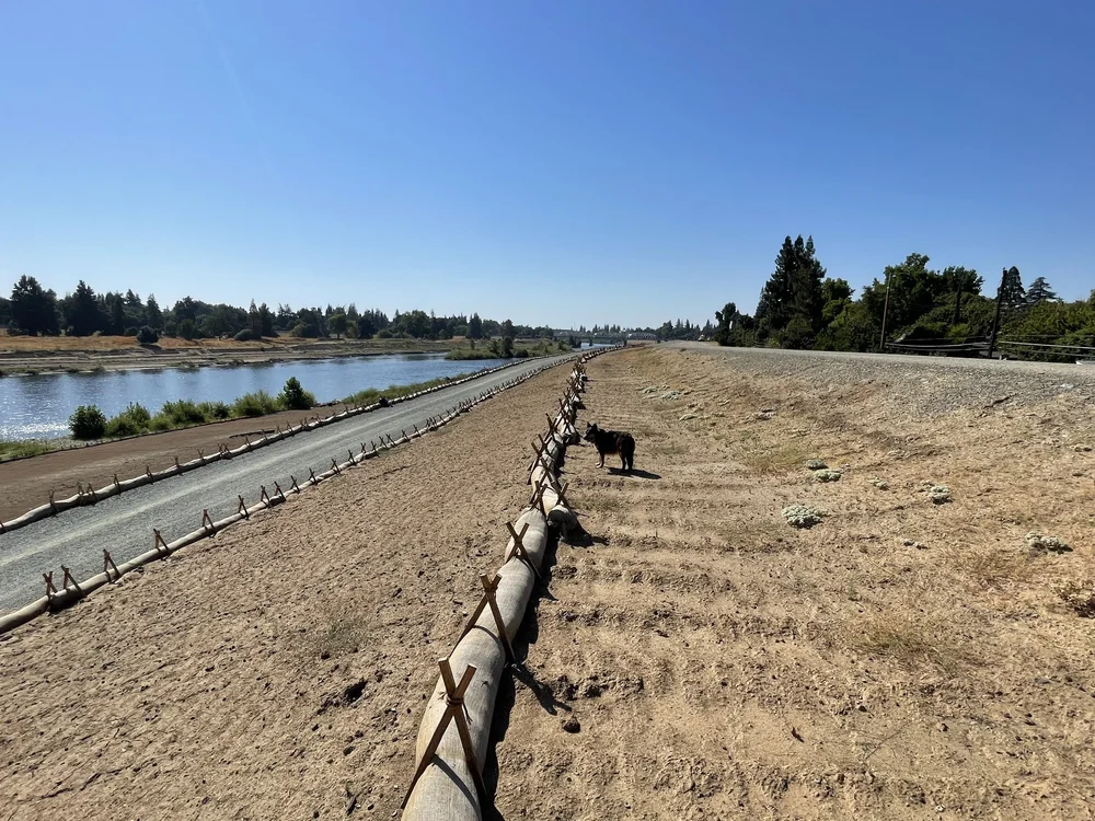 AMERICAN RIVER TREES