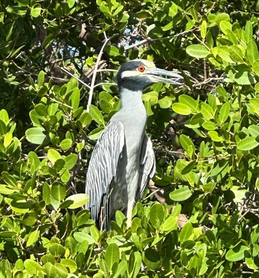 Guided Kayak Mangrove Tours in Bradenton's Robinson Preserve