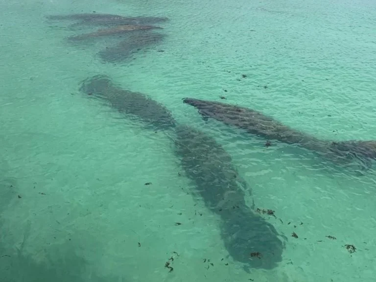 See Manatees – Guided Kayak Tours with Florida Blue