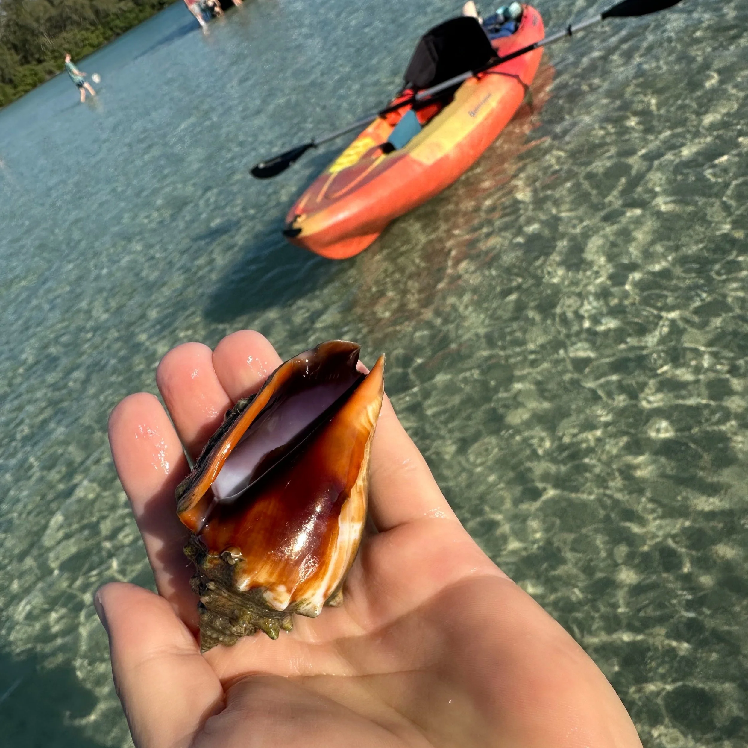 Guided Kayak Tours and Nature Walk