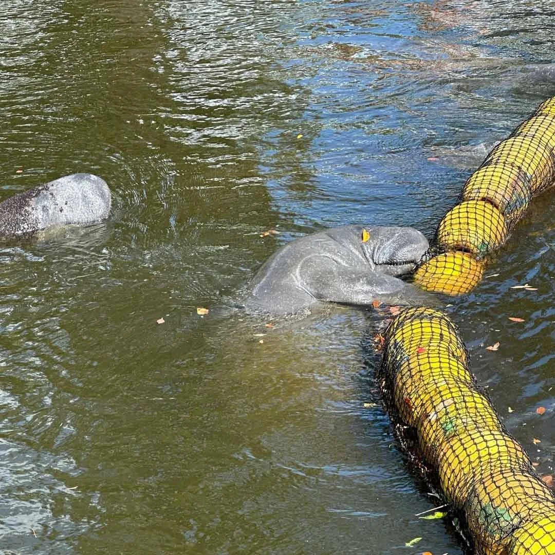 See Manatees – Guided Kayak Tours with Florida Blue