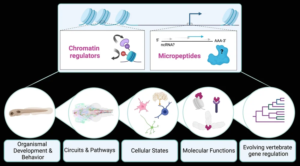 Research — Tornini Lab