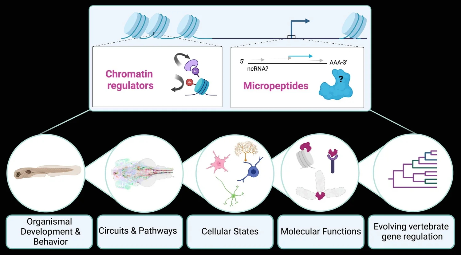 Research — Tornini Lab