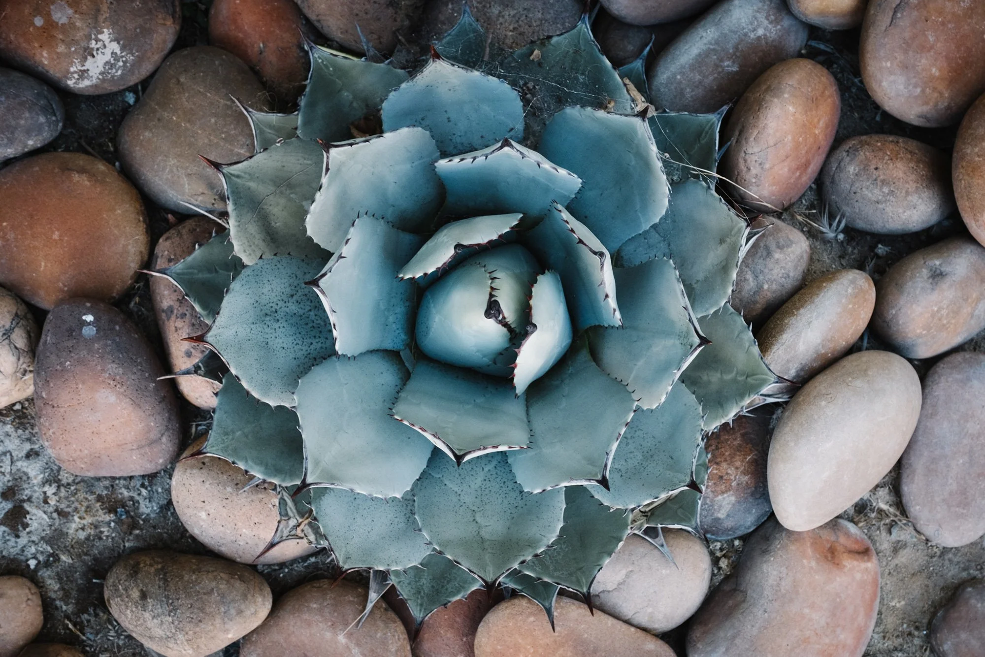 The Boundless Collective