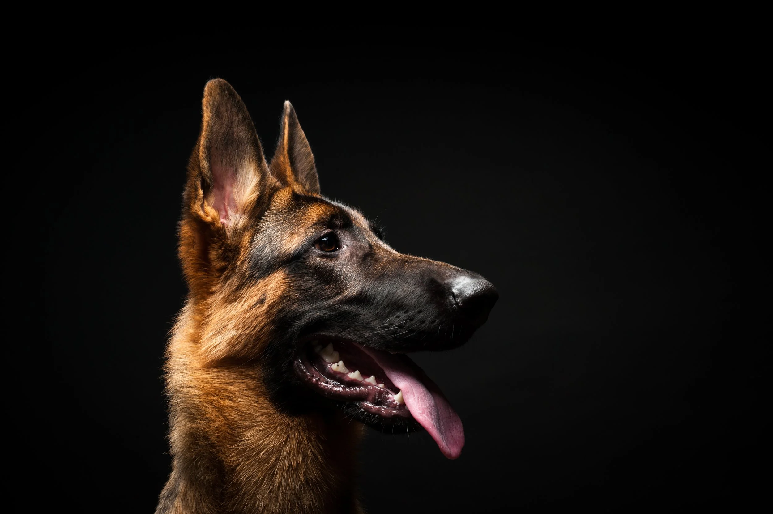 Valor Canines Blog — Valor Canines