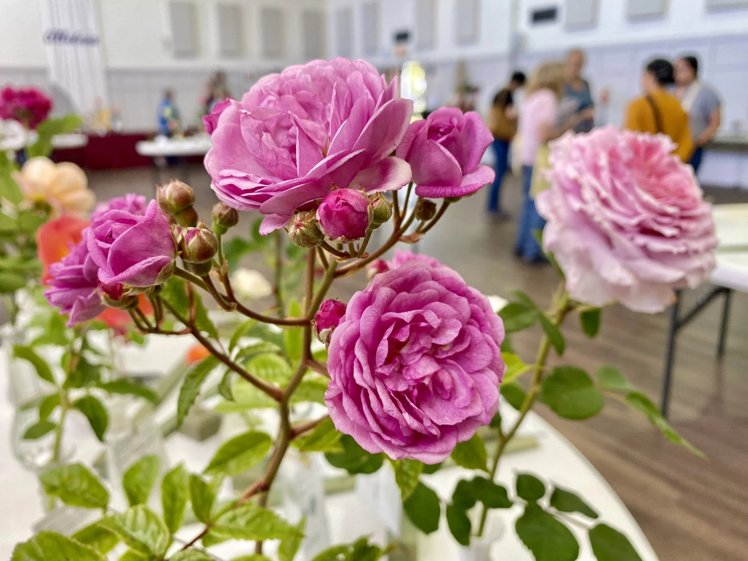 Events — North Bay Rose Society