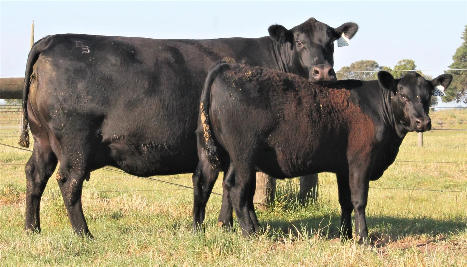 Keringa Angus