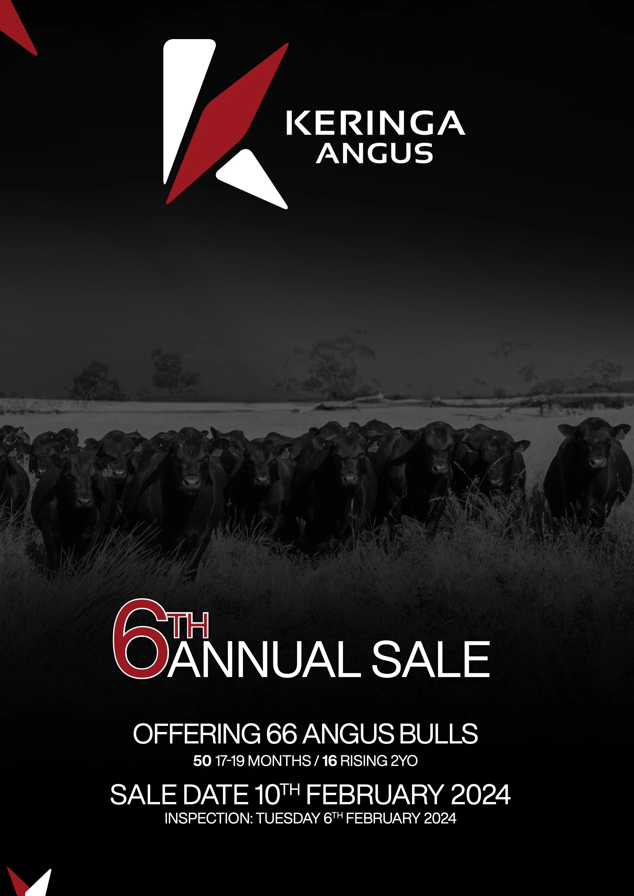 Keringa Angus
