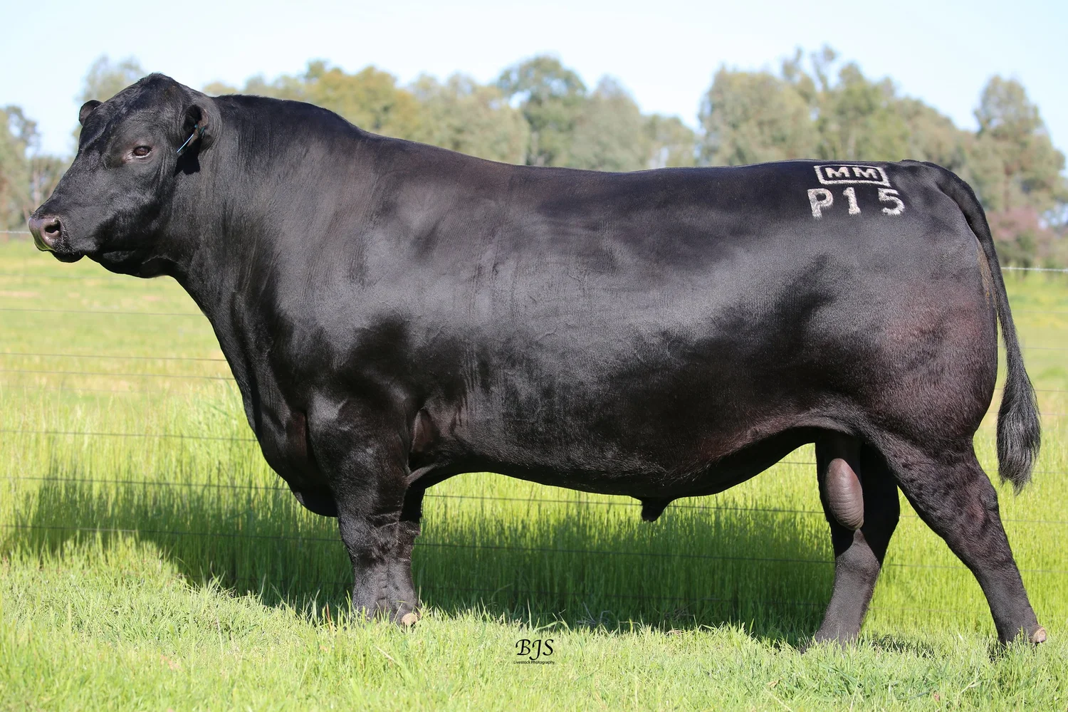 Keringa Angus
