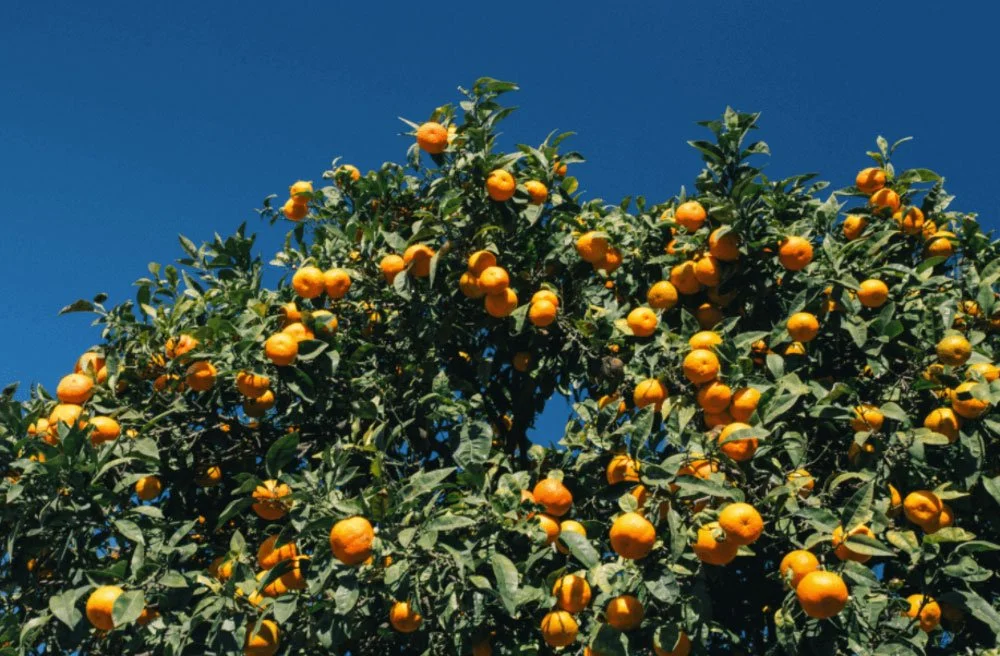 Where do we lose fresh produce in the supply chain the most ...