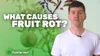 What causes fruit rot? — PostHarvest Technologies