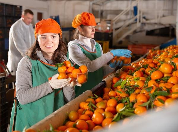 Post Harvest System Overview — PostHarvest Technologies