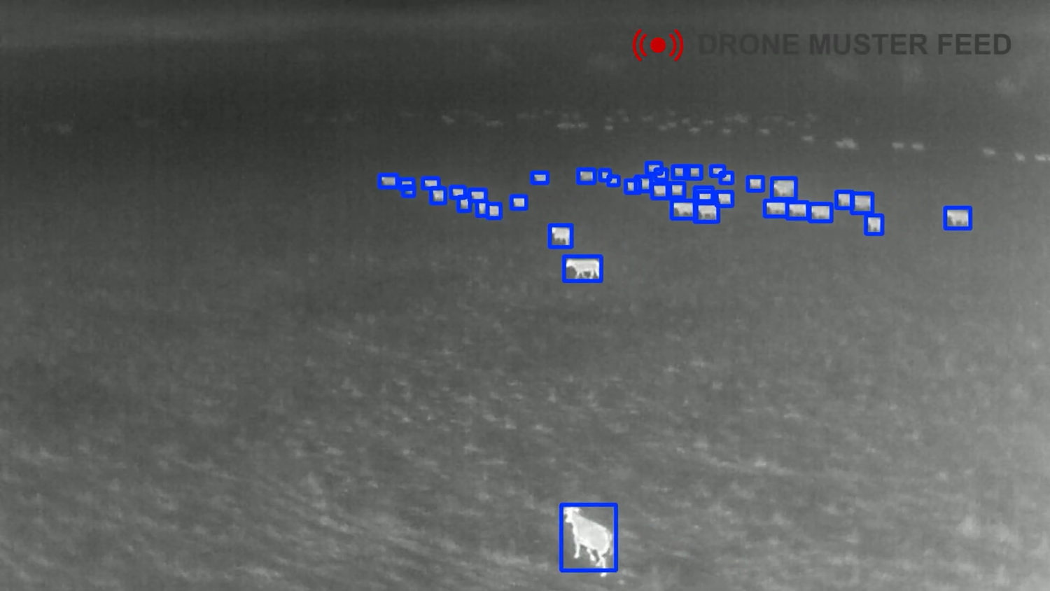 Drones Are Mustering Cows with GrazeMate — PostHarvest Technologies
