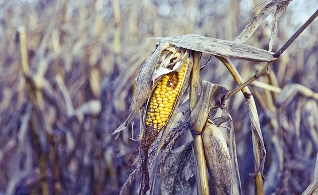 The Post Harvest Problem — PostHarvest Technologies