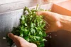 Fruit & Vegetable preparation and handling — PostHarvest Technologies
