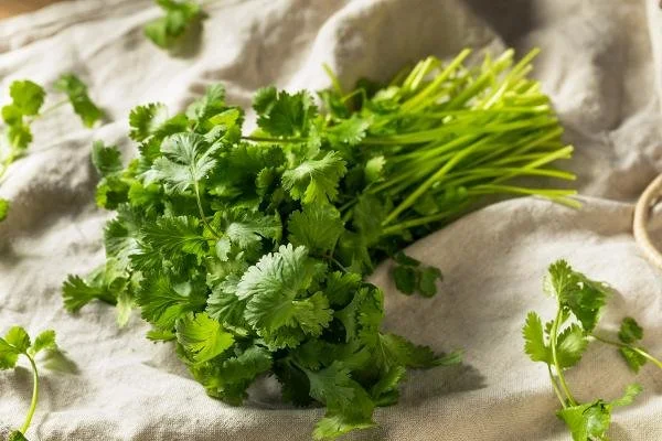 Coriander (Cilantro) — PostHarvest Technologies