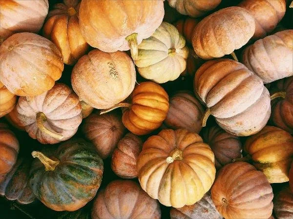 Pumpkins — PostHarvest Technologies