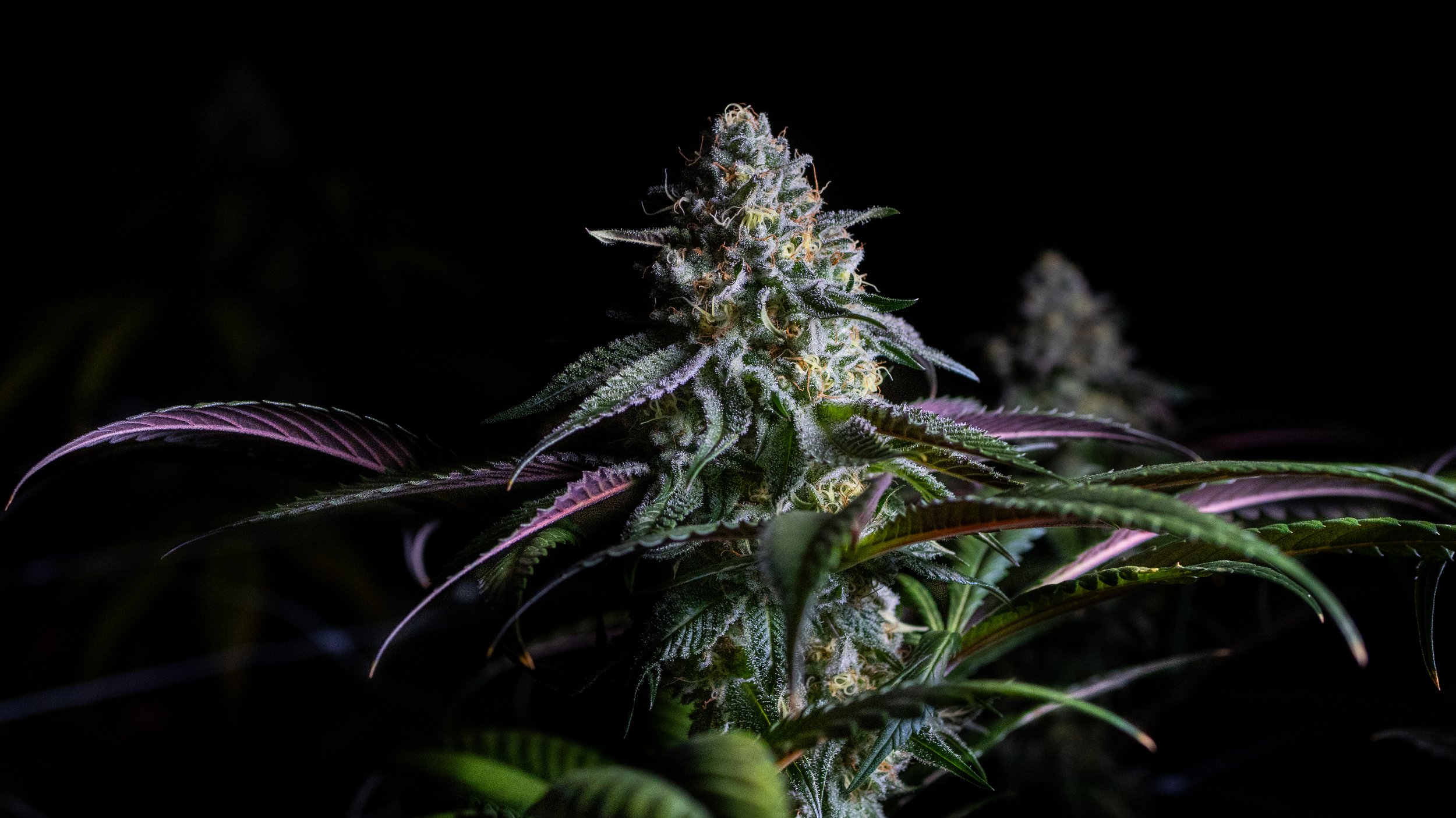 Capturing the Essence of Rogue Valley: Media Portfolio by Redband ...