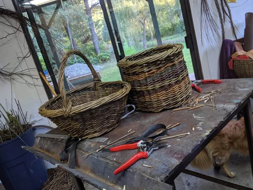 Hedgerow Willows- basketry willow weaving rods for basket weavers ...