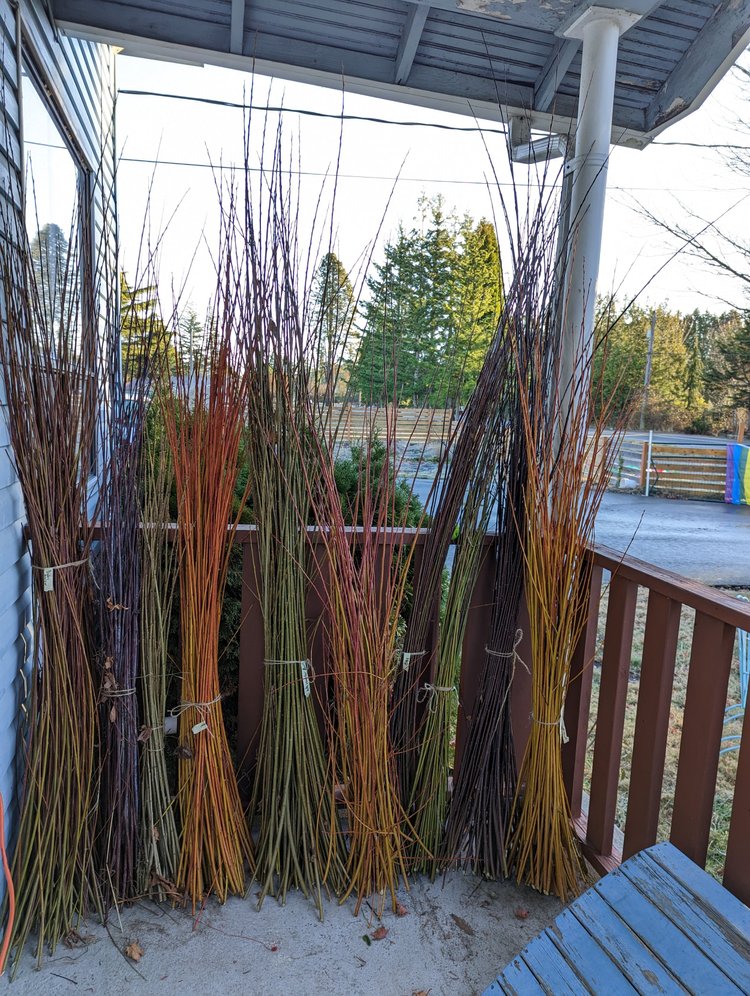 Hedgerow Willows- basketry willow weaving rods for basket weavers ...