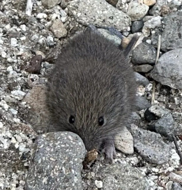 Sierra Pest Control - Proudly serving Northern Nevada since 1989!