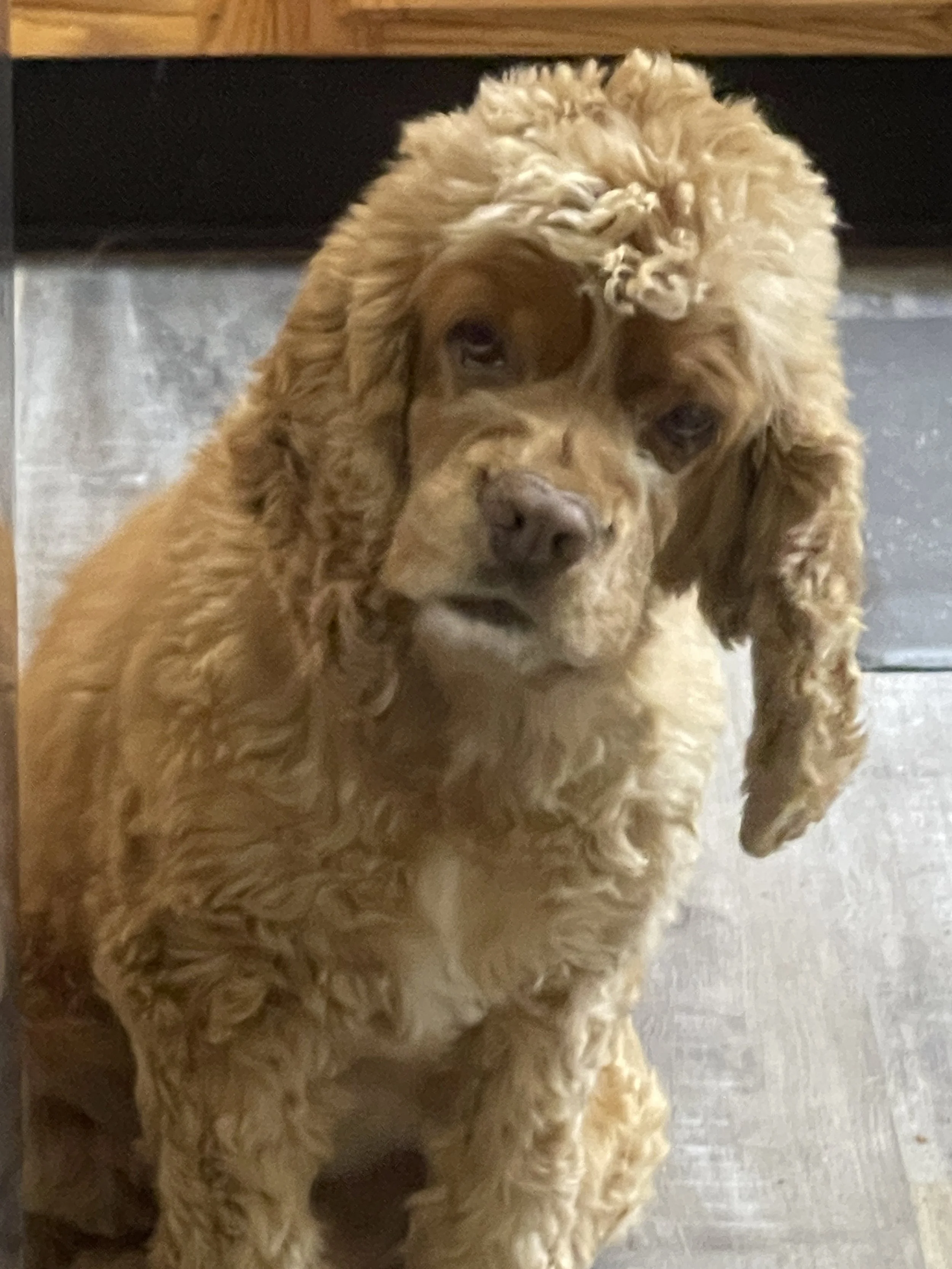 Ellie — Solutions for Animals, Inc.
