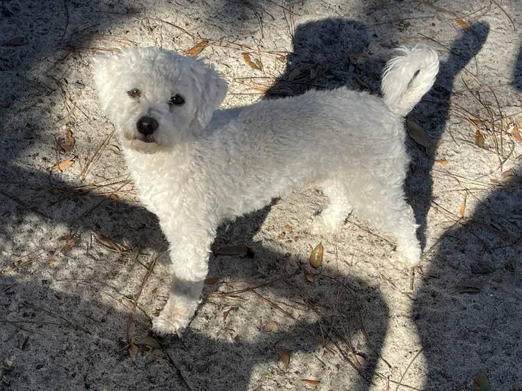 Levi — Solutions for Animals, Inc.