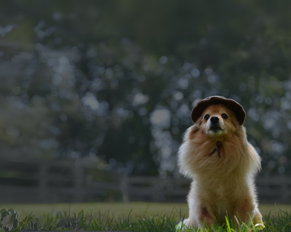 Contact — Solutions for Animals, Inc.