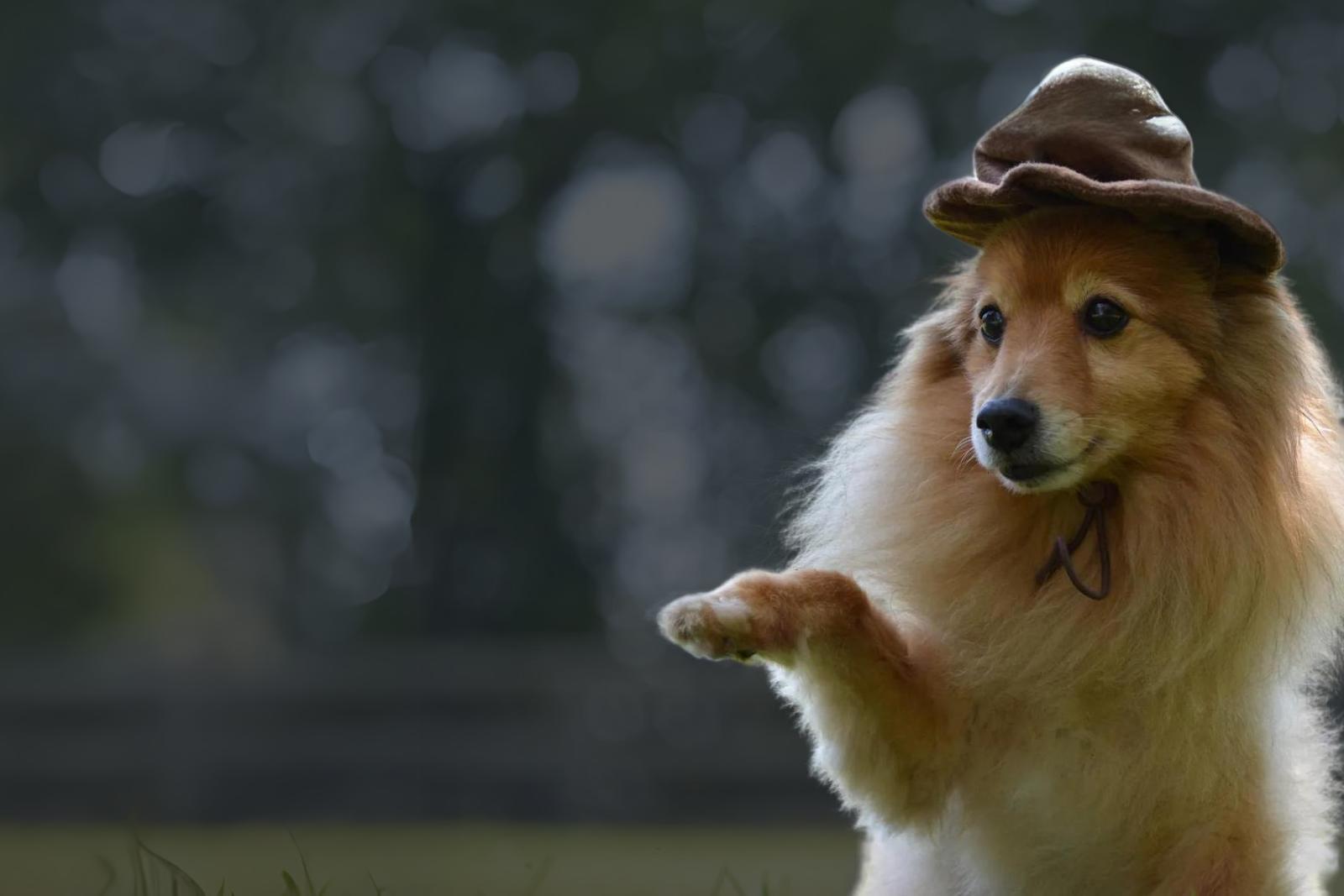 Solutions for Animals, Inc.