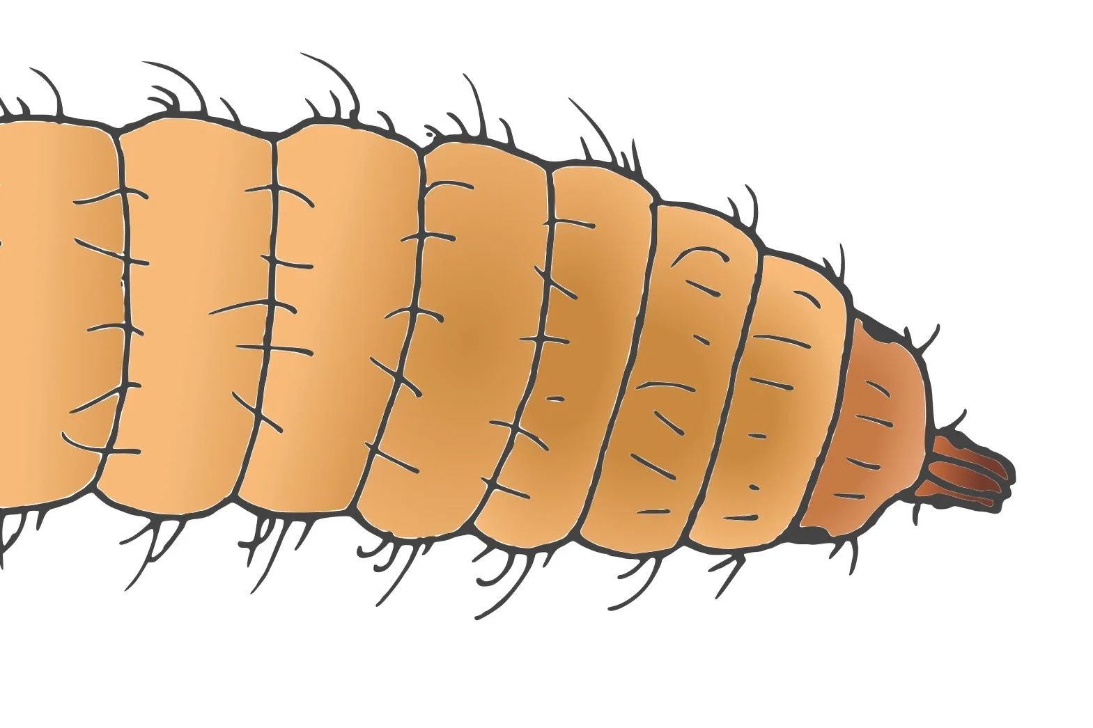 Publications — Barrett Lab